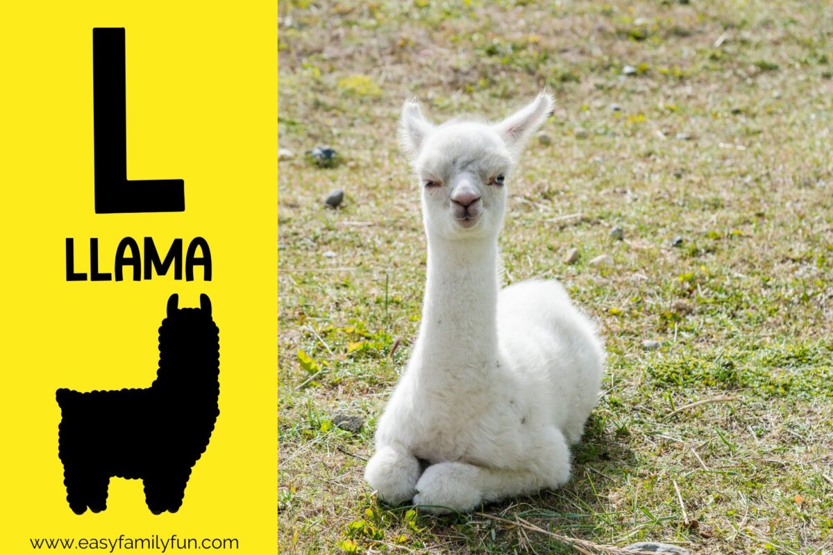 272 Captivating Animals that Begin with L