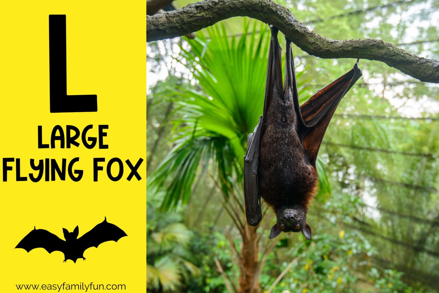 272 Captivating Animals that Begin with L