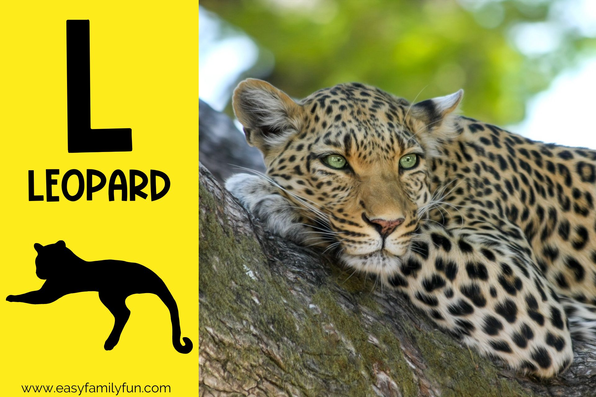 272 Captivating Animals that Begin with L