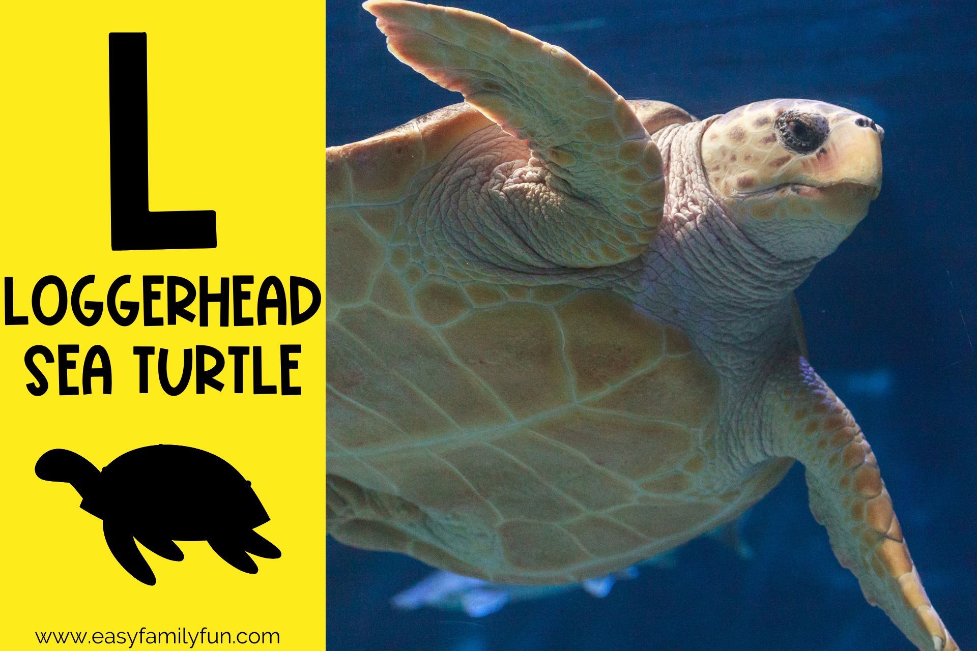 272 Captivating Animals that Begin with L