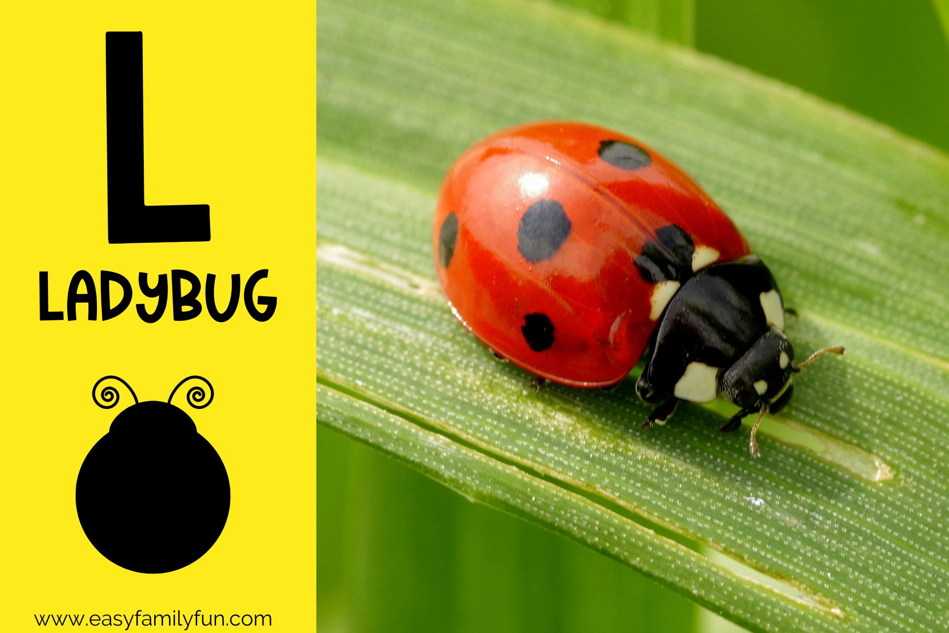 272 Captivating Animals that Begin with L