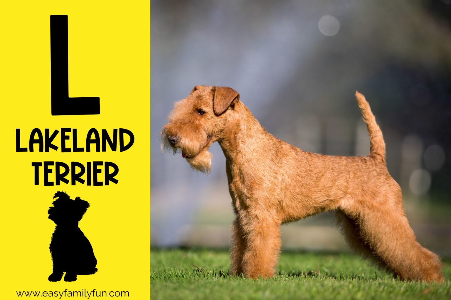 272 Captivating Animals that Begin with L