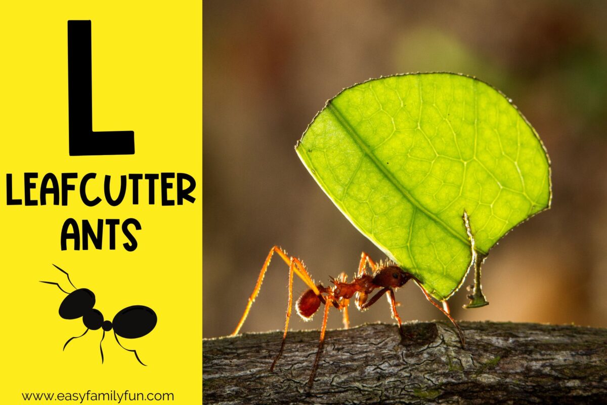 272 Captivating Animals that Begin with L