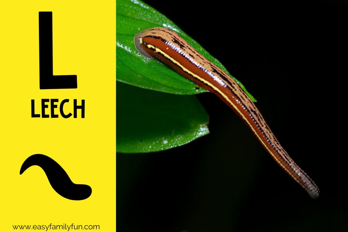 272 Captivating Animals that Begin with L