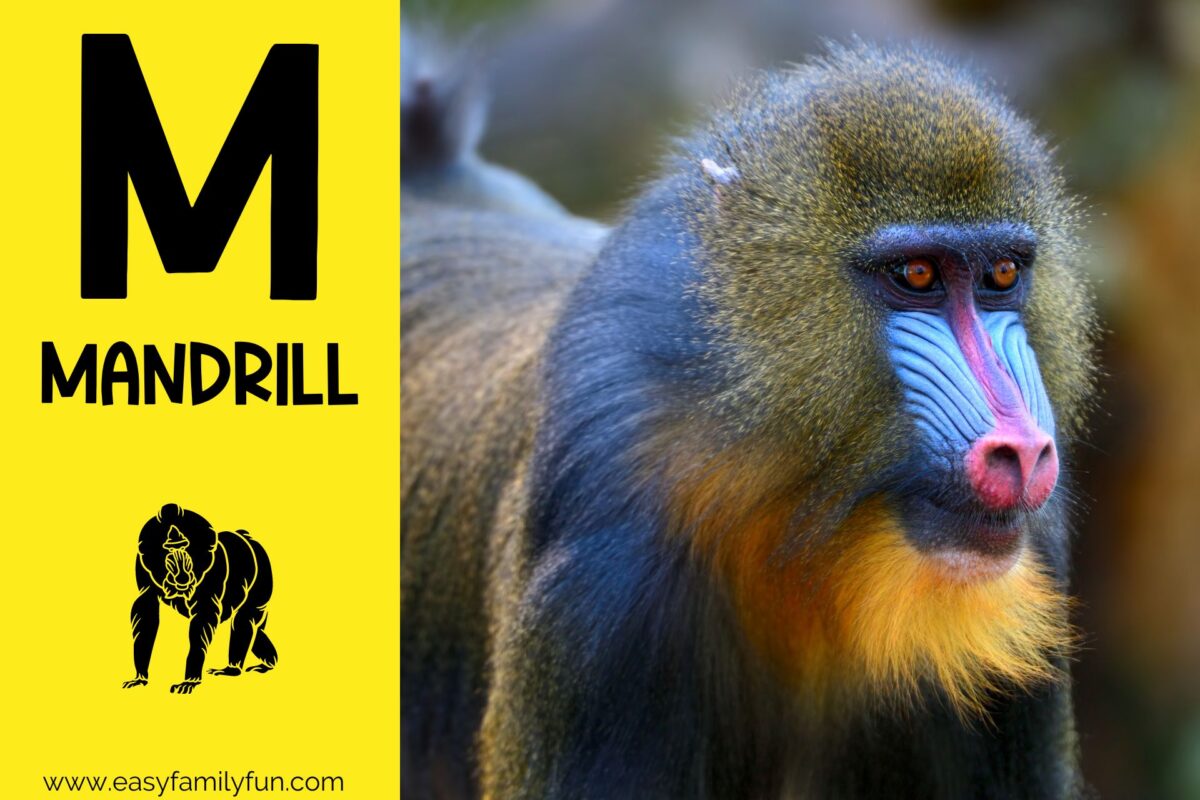 165 Magnificent Animals that Start with M