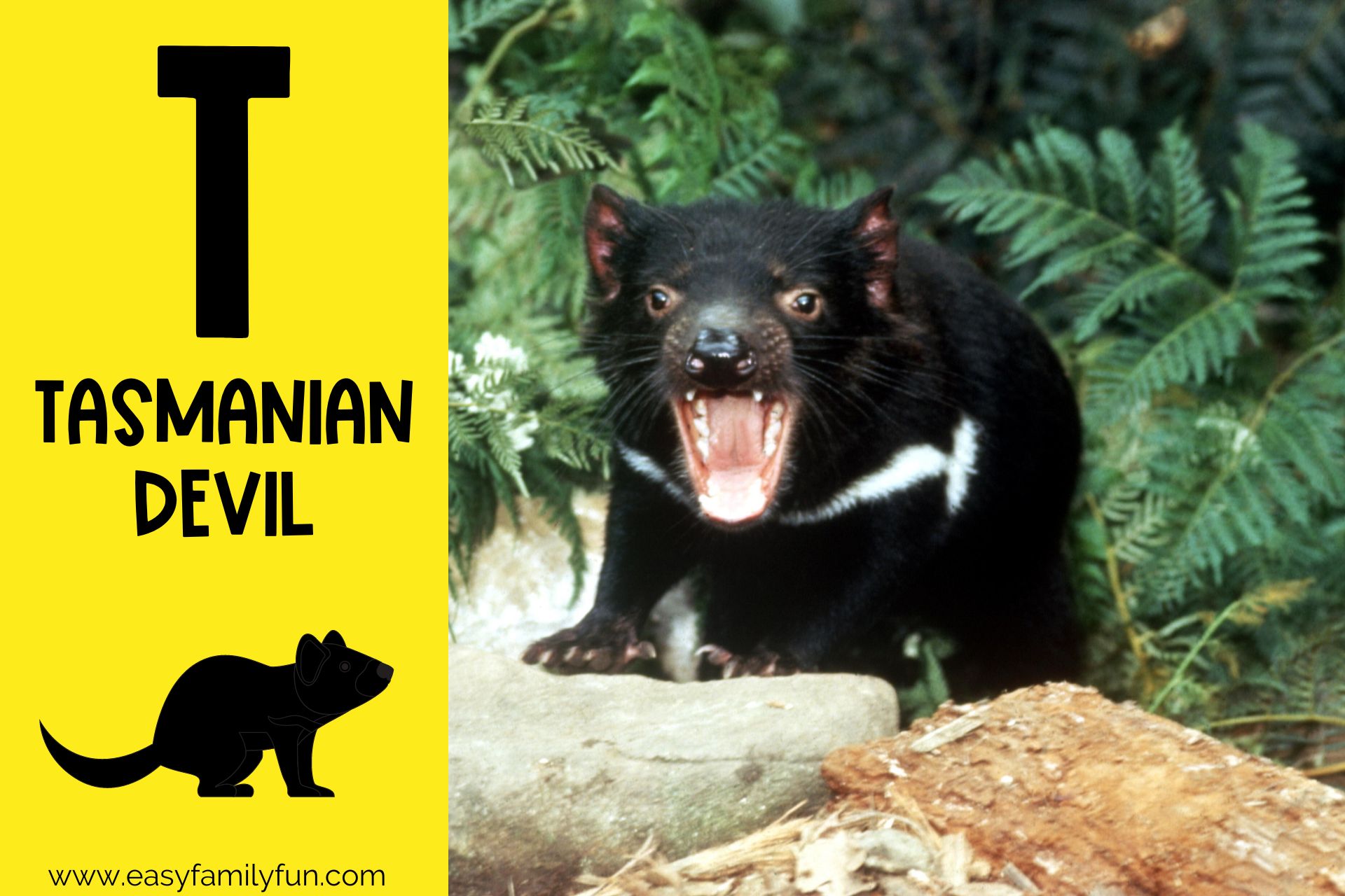 158 Cool Animals That Begin With T