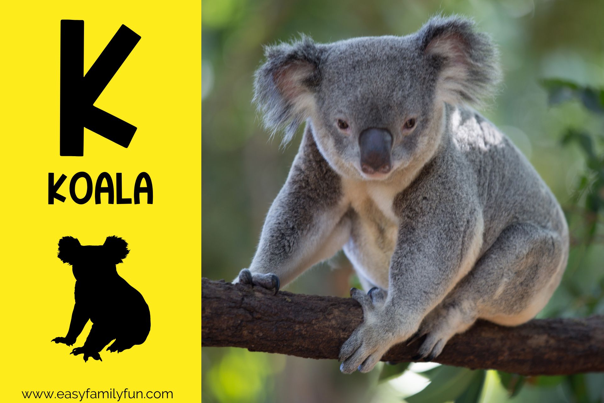 182 Thrilling Animals that Start with K