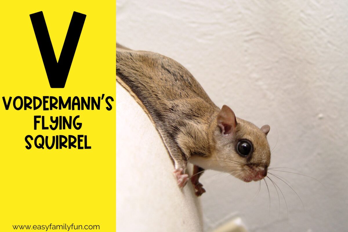 Animals that Start with V