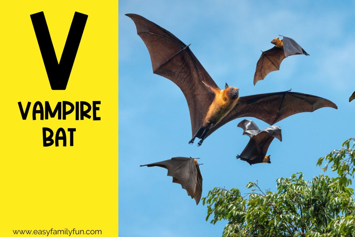 Animals that Start with V