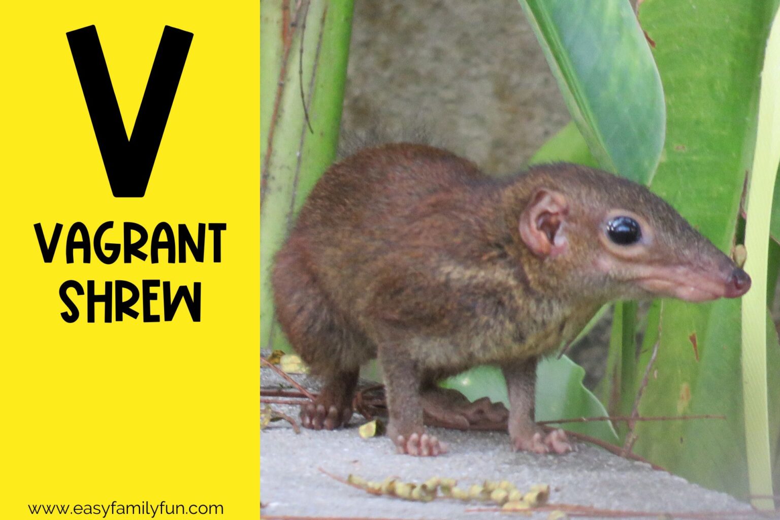 Animals that Start with V