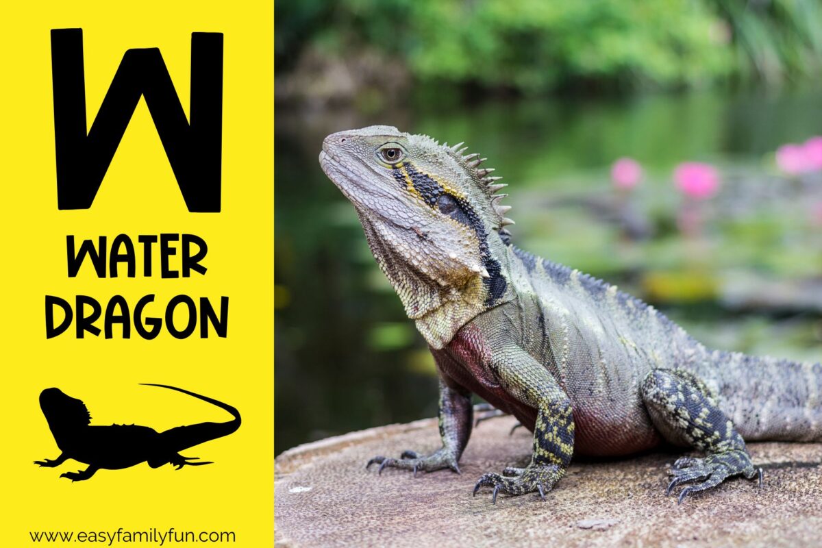 104 Wonderful Animals that Start with W