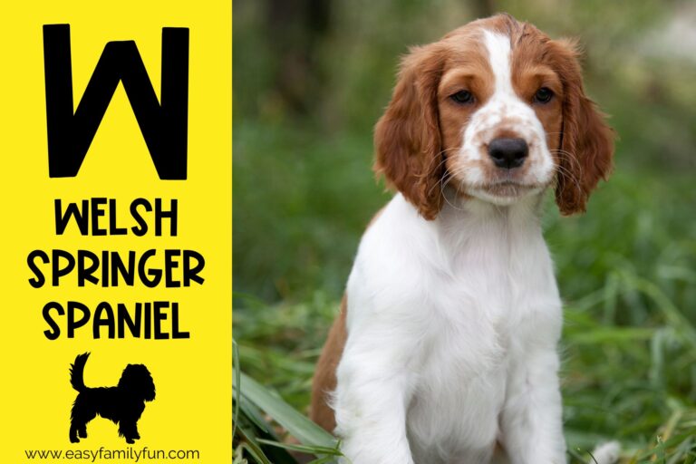 104 Wonderful Animals that Start with W
