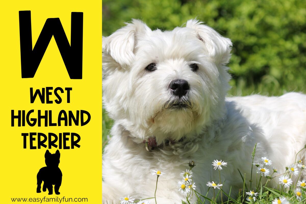 104 Wonderful Animals that Start with W