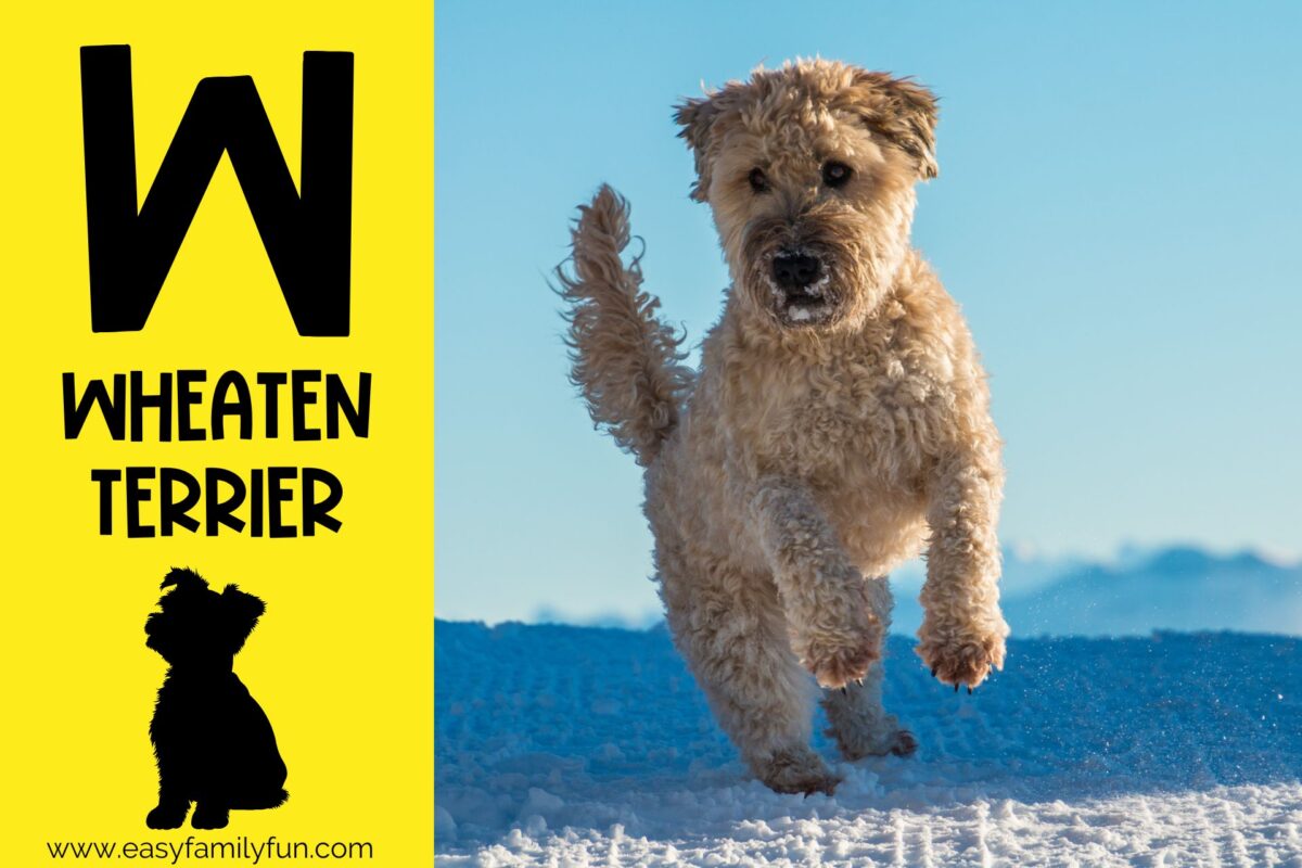 104 Wonderful Animals that Start with W