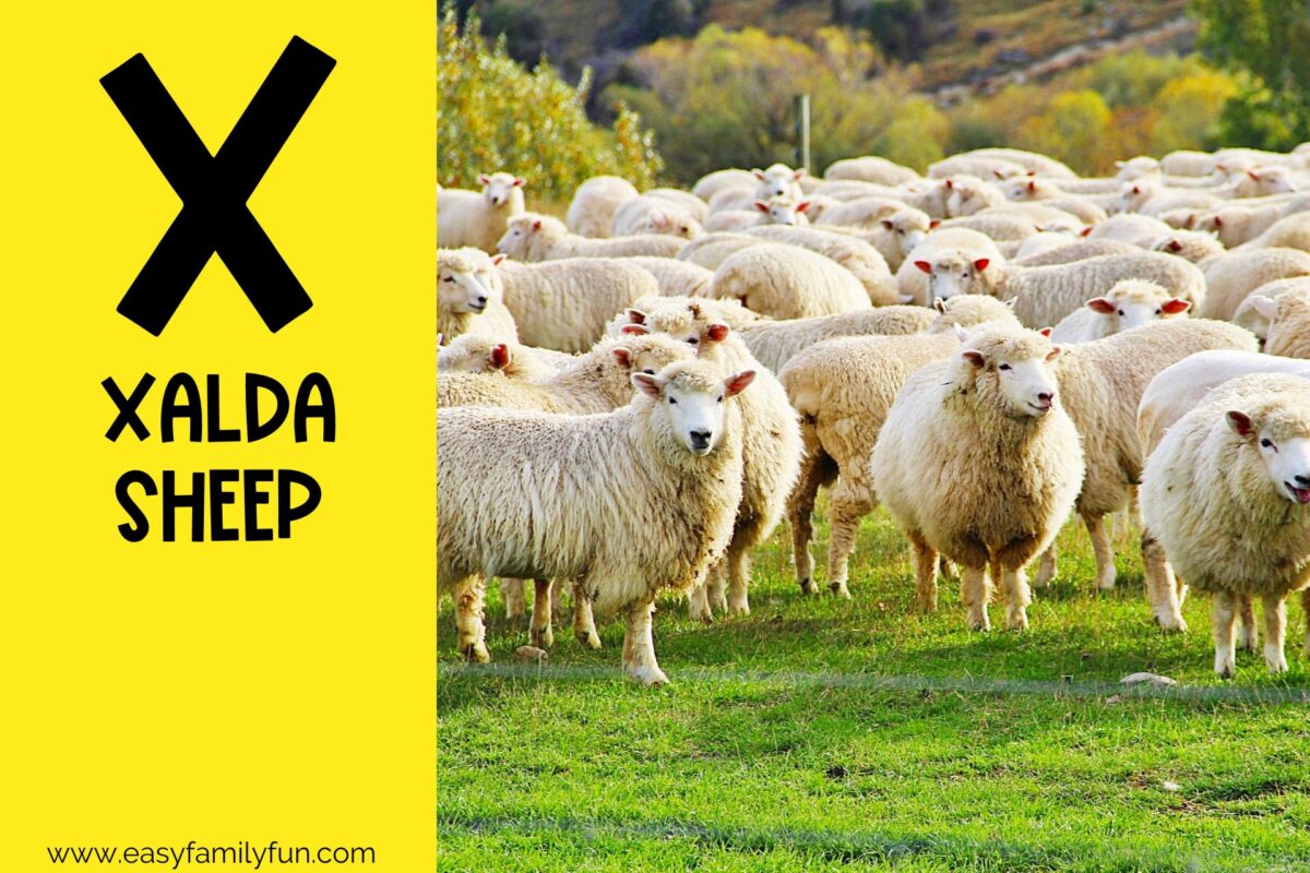 24 X-Citing Animals that Start with X