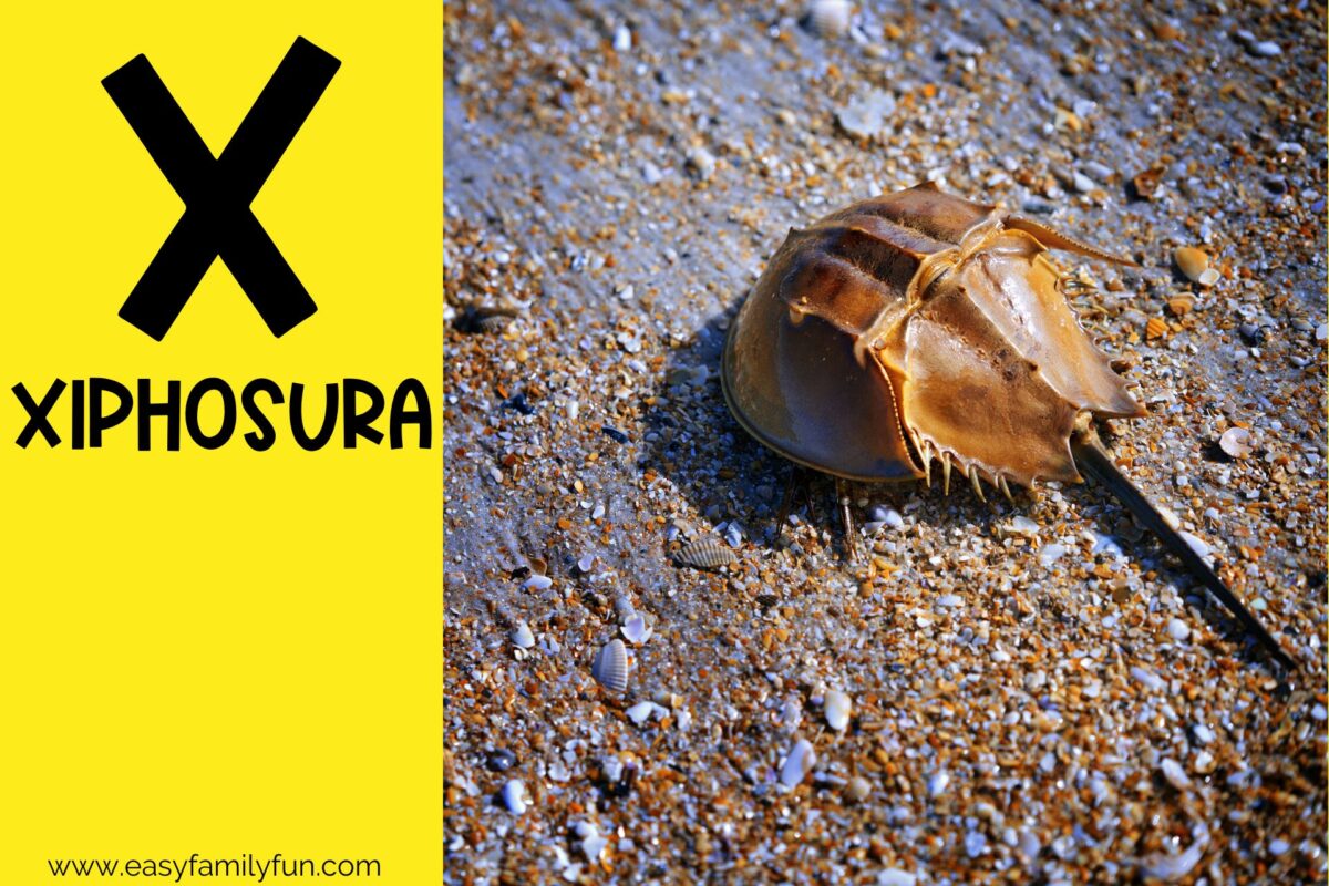 24 X-Citing Animals that Start with X