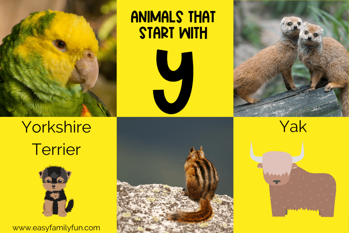 History Events That Start With Y At Nicholas Michael Blog History Events That Start With Y At Nicholas Michael Blog