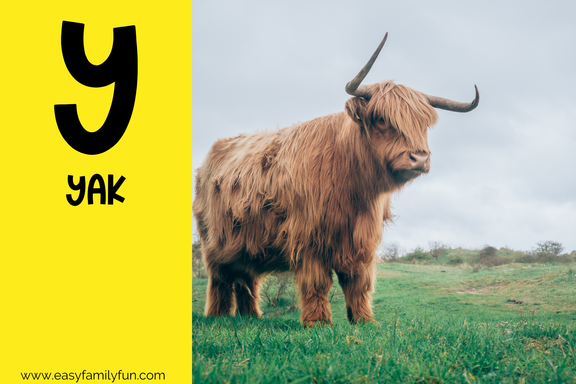 31 Amazing Animals that Start with Y