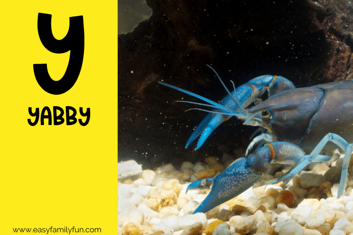 31 Amazing Animals that Start with Y