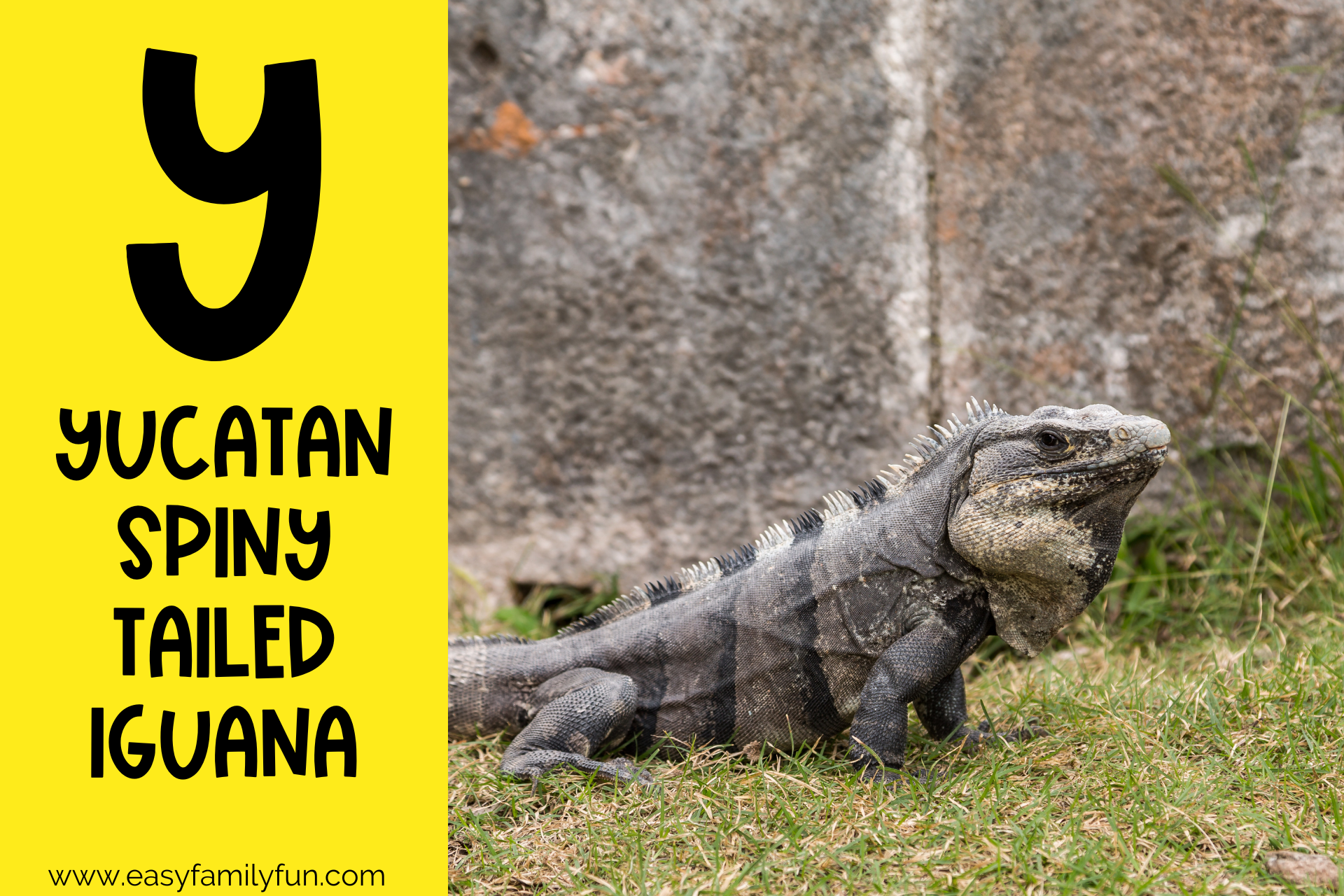31 Amazing Animals that Start with Y