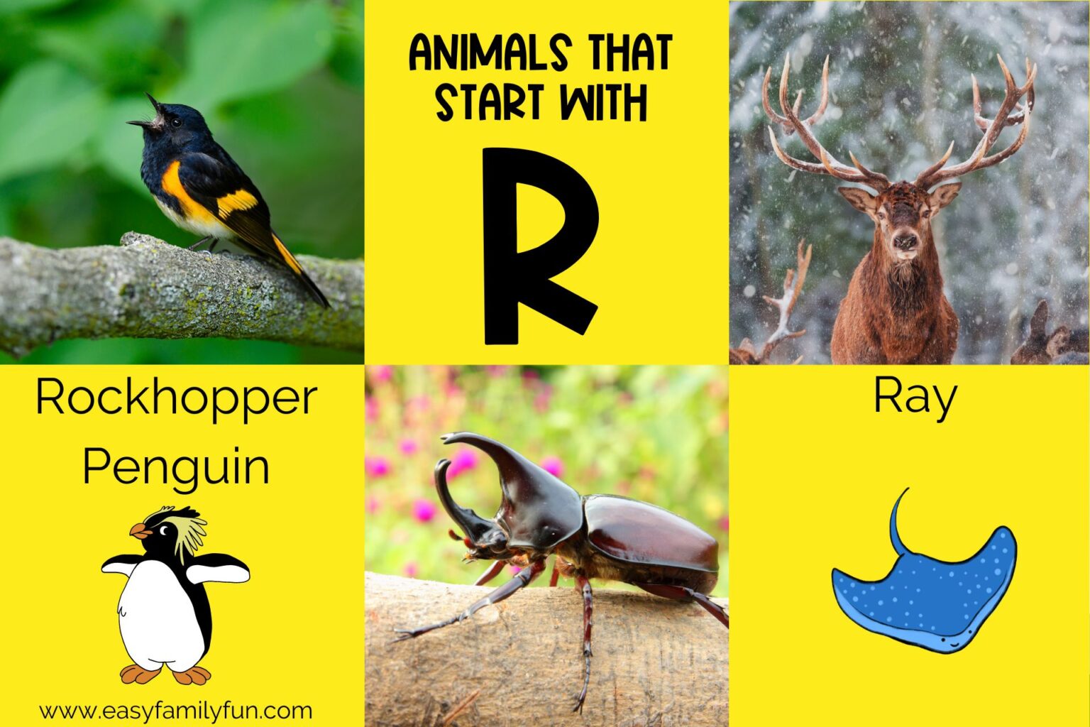 203 Remarkable Animals that Start with R