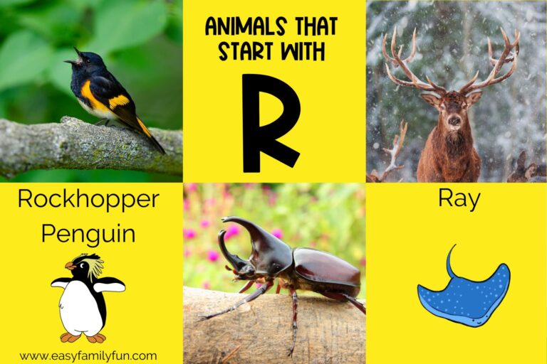 203 Remarkable Animals that Start with R