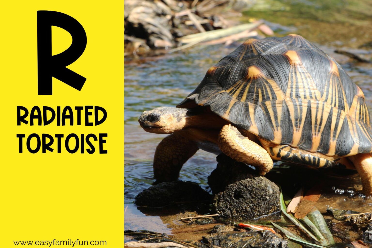203 Remarkable Animals that Start with R
