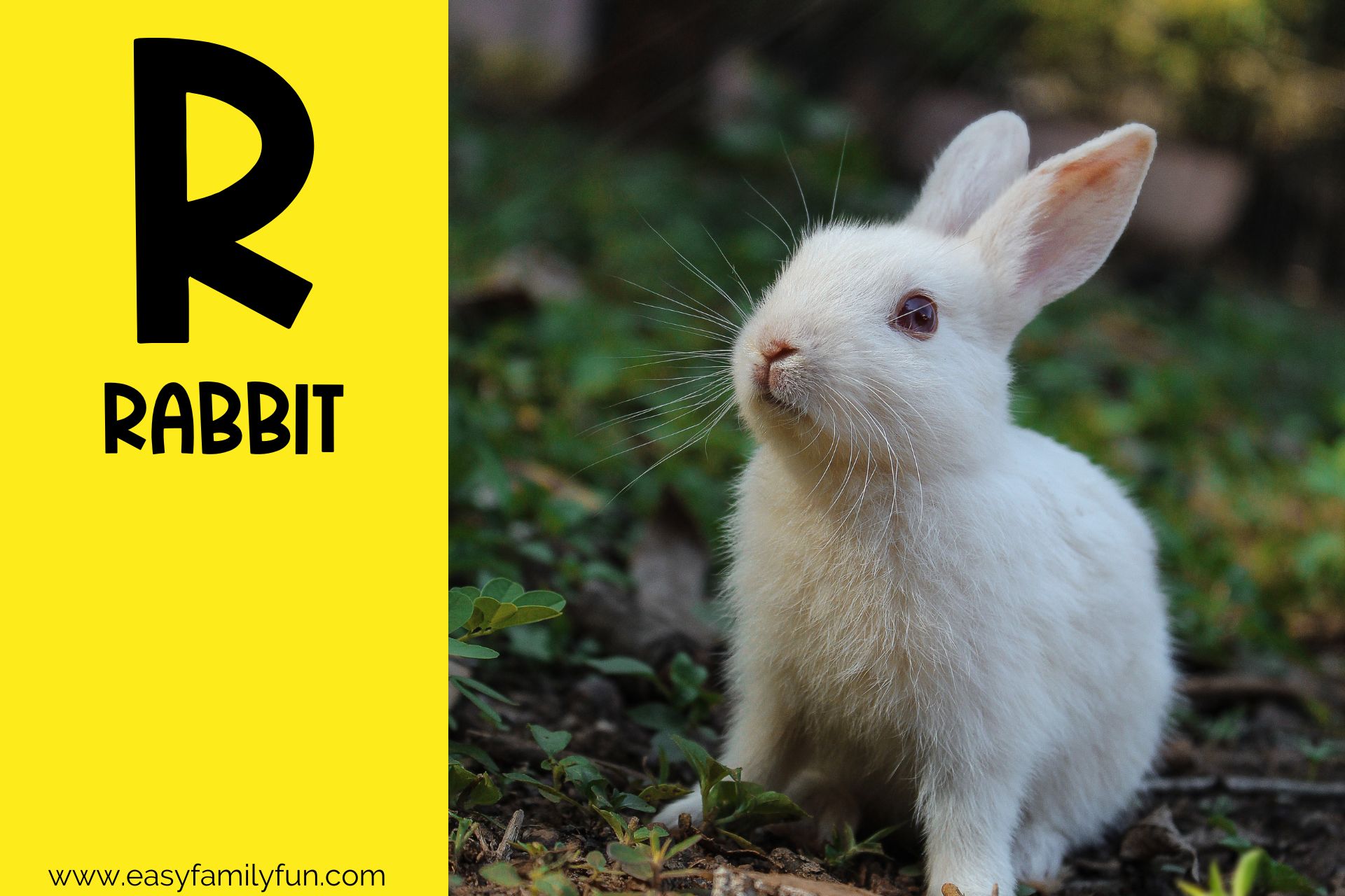 203 Remarkable Animals that Start with R