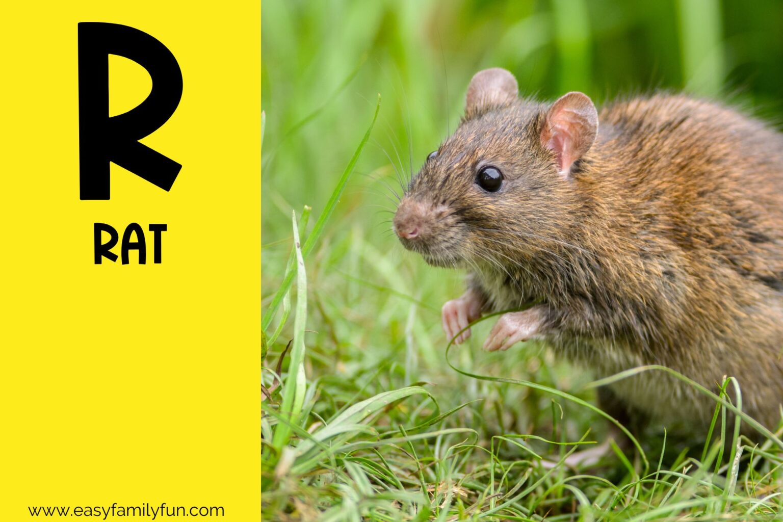 203 Remarkable Animals that Start with R