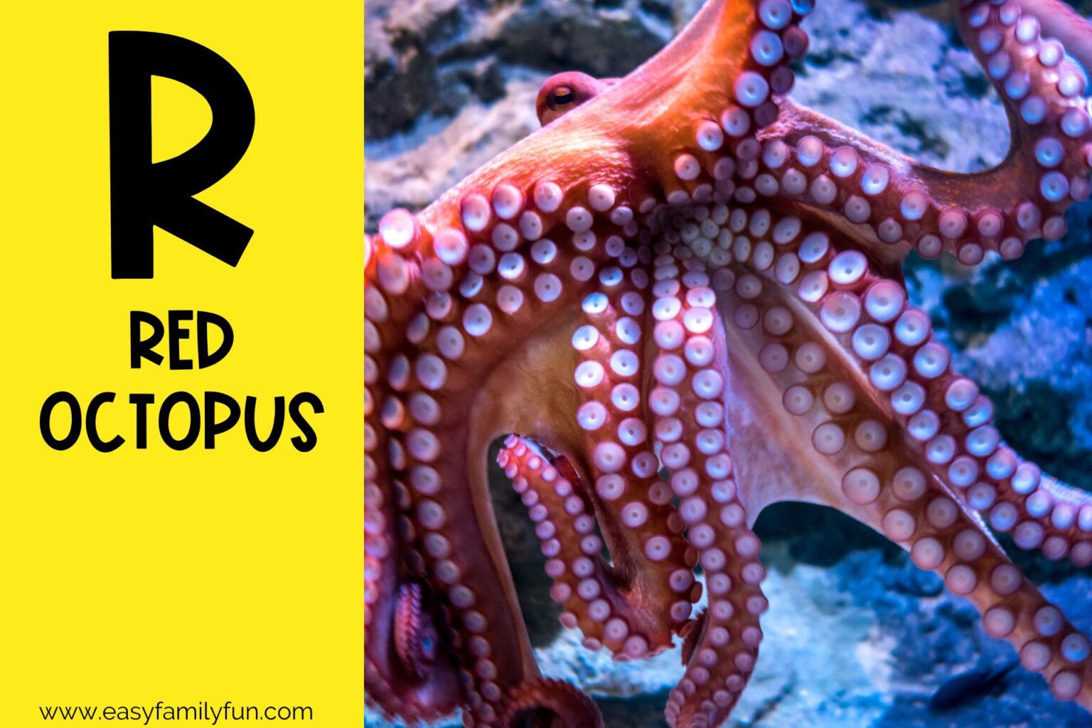 203 Remarkable Animals that Start with R