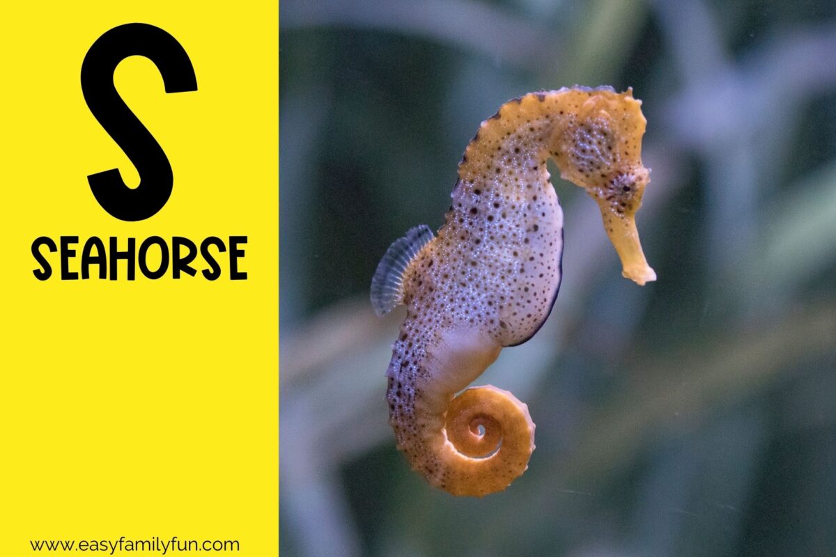 373 Spectacular Animals that Start with S