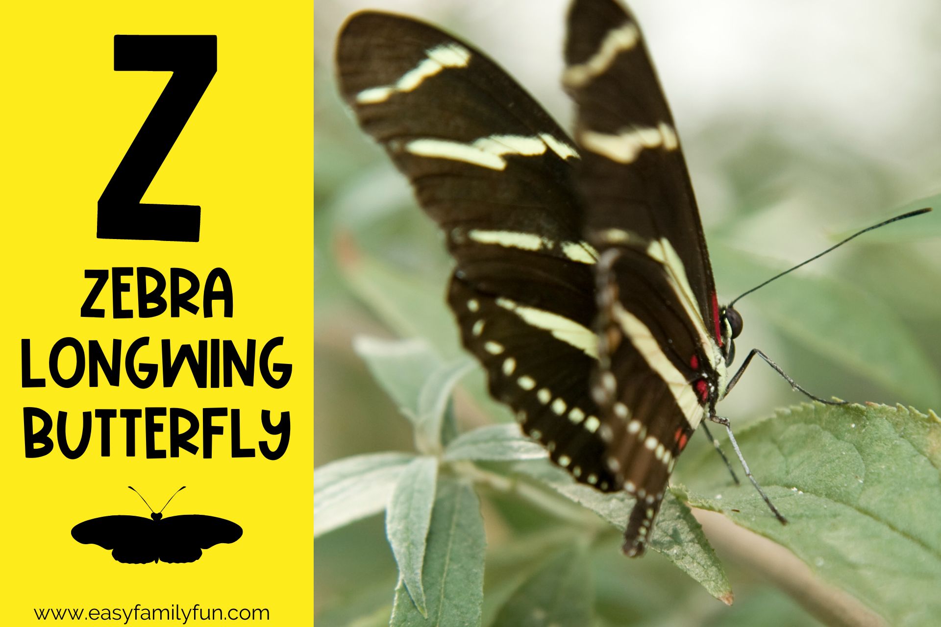 38 Animals That Start With Z with Pictures & Facts