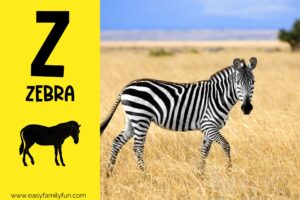 38 Animals That Start With Z with Pictures & Facts