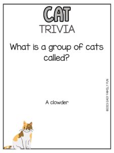 65 Captivating Cat Trivia Questions and Answers