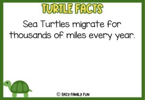 50 Incredible Facts About Turtles