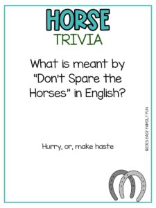 100 Best Horse Trivia Questions and Answers