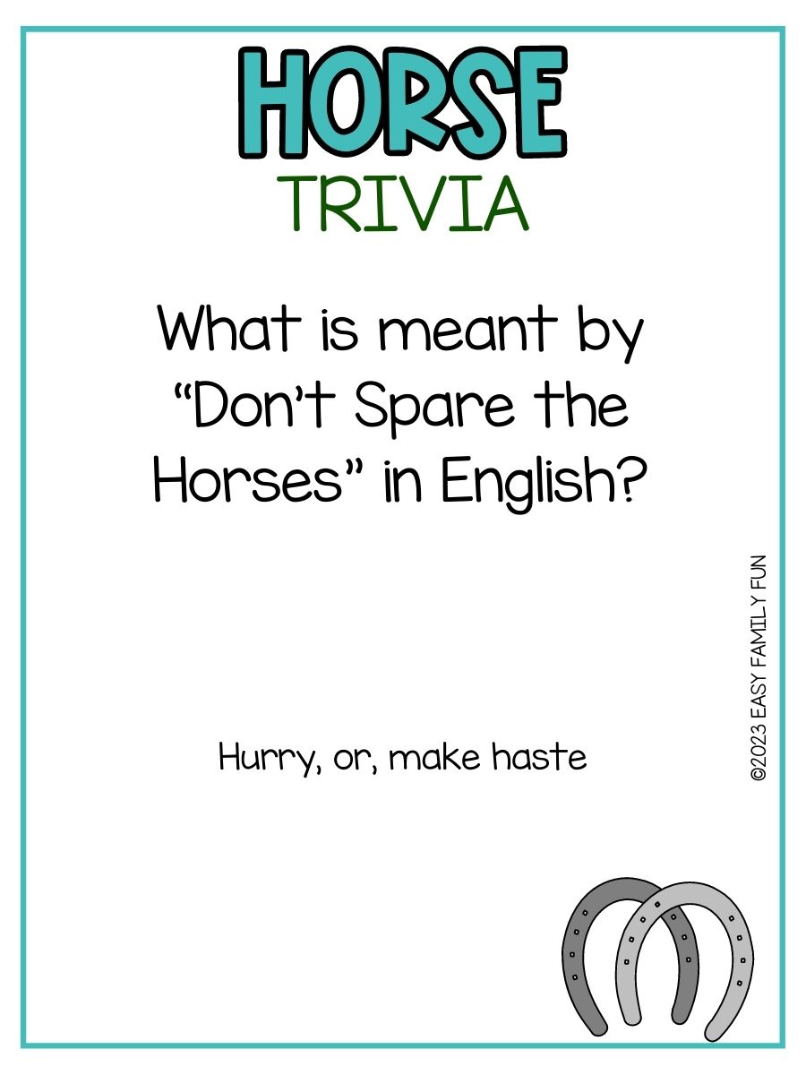 100 Best Horse Trivia Questions and Answers