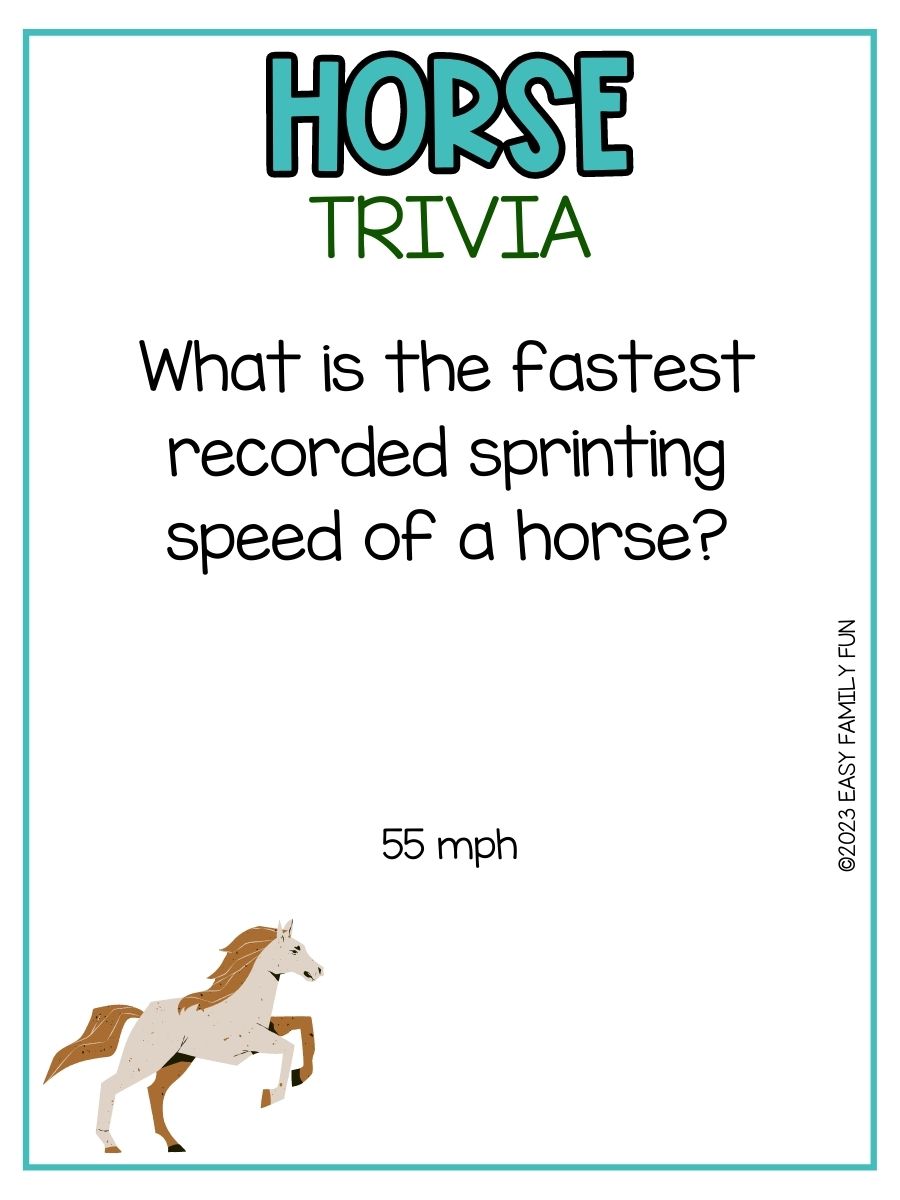 100 Best Horse Trivia Questions and Answers