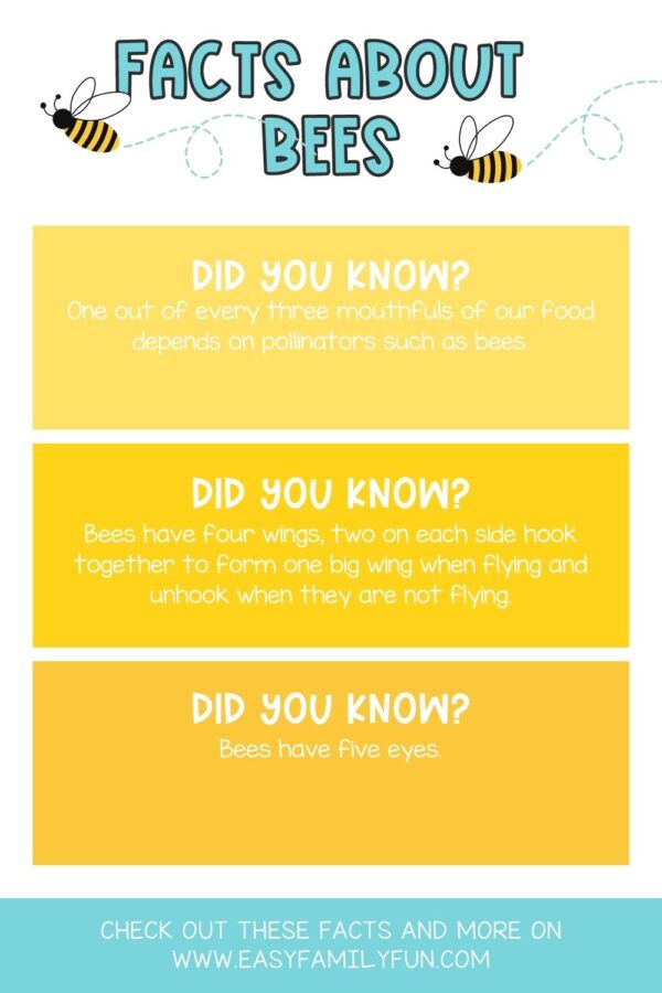 Buzzing with Knowledge: Explore 65 Fascinating Facts About Bees!
