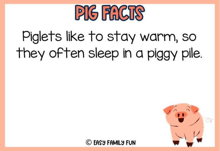 35 Oink-some Facts About Pigs