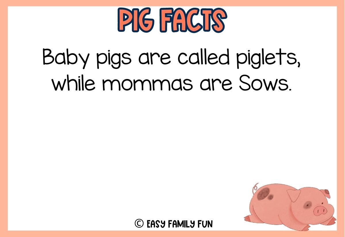 35 Oink-some Facts About Pigs