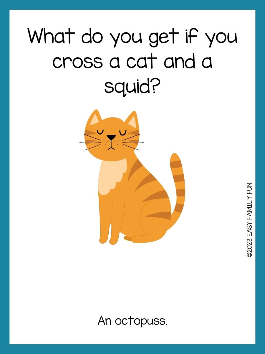 75 Best Cat Jokes That Meow With Laughs