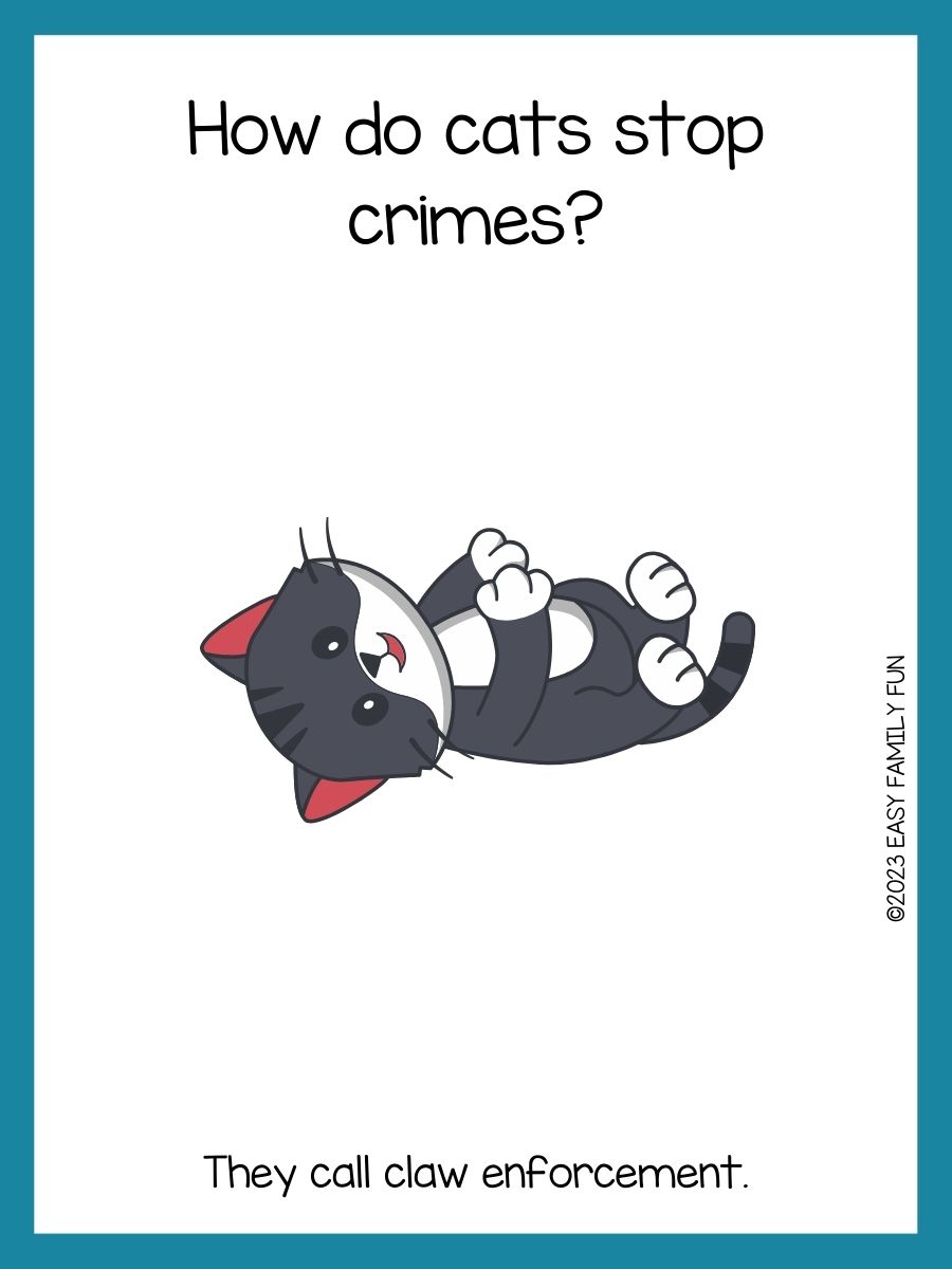 75 Best Cat Jokes That Meow With Laughs