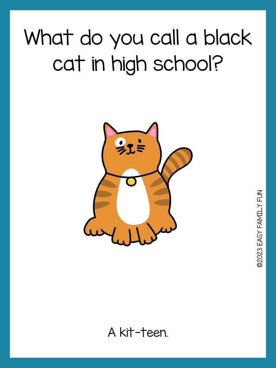 75 Best Cat Jokes That Meow With Laughs