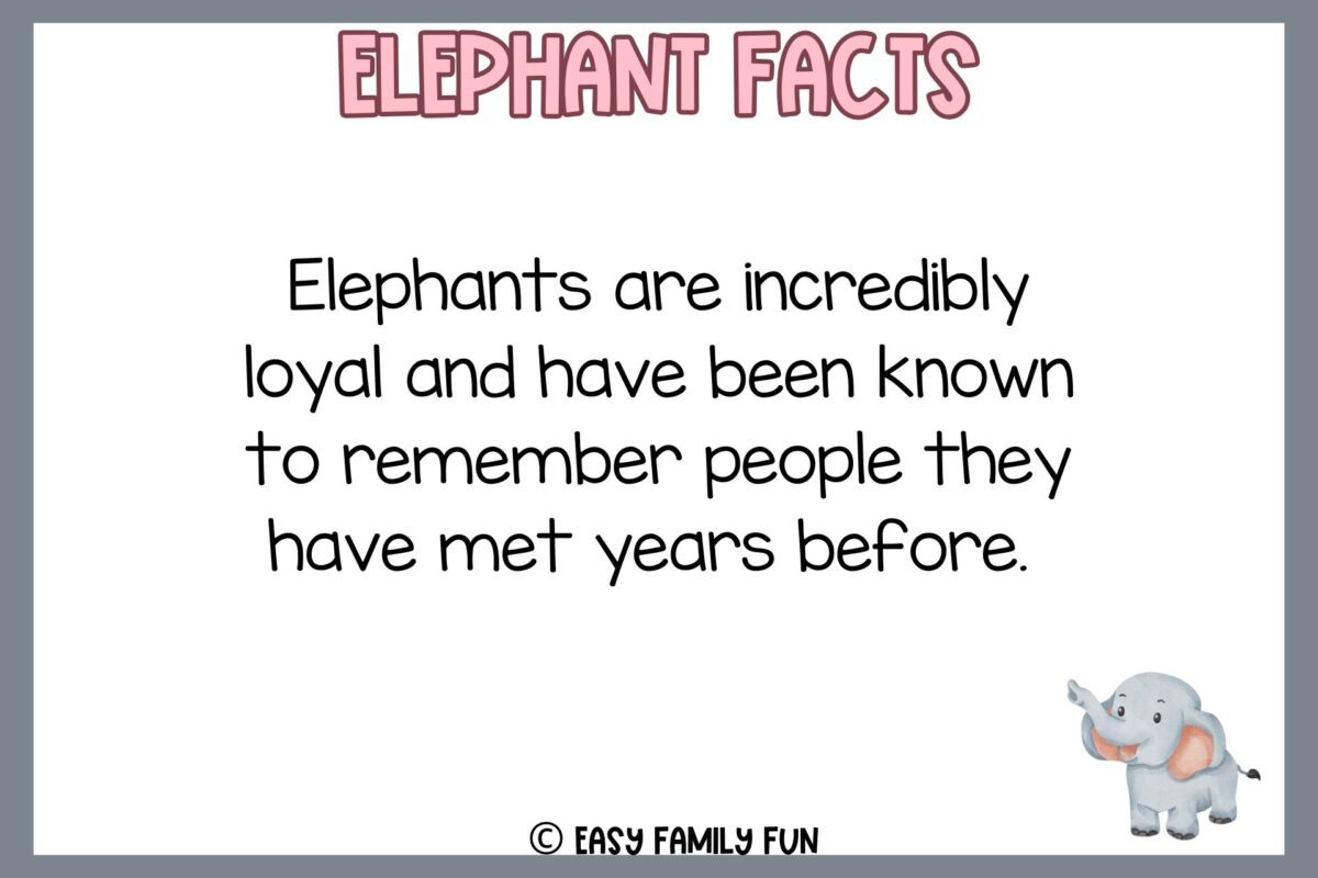 74 Cool Facts About Elephants [Free Fact Cards]