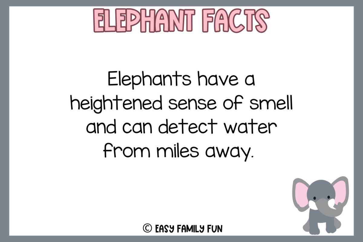 74 Cool Facts About Elephants [Free Fact Cards]