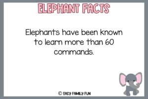 74 Cool Facts About Elephants [Free Fact Cards]