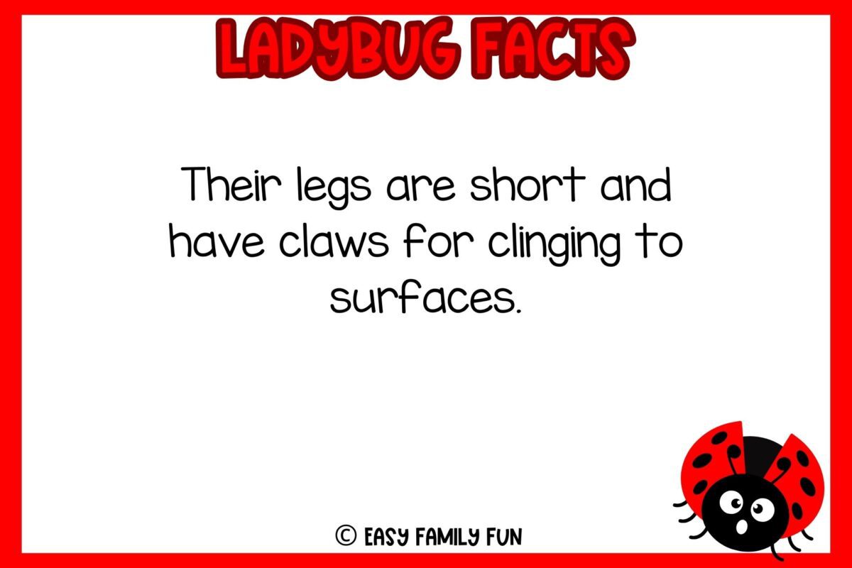 Interesting Facts about Ladybugs [Free Fact Cards] - Easy Family Fun ...