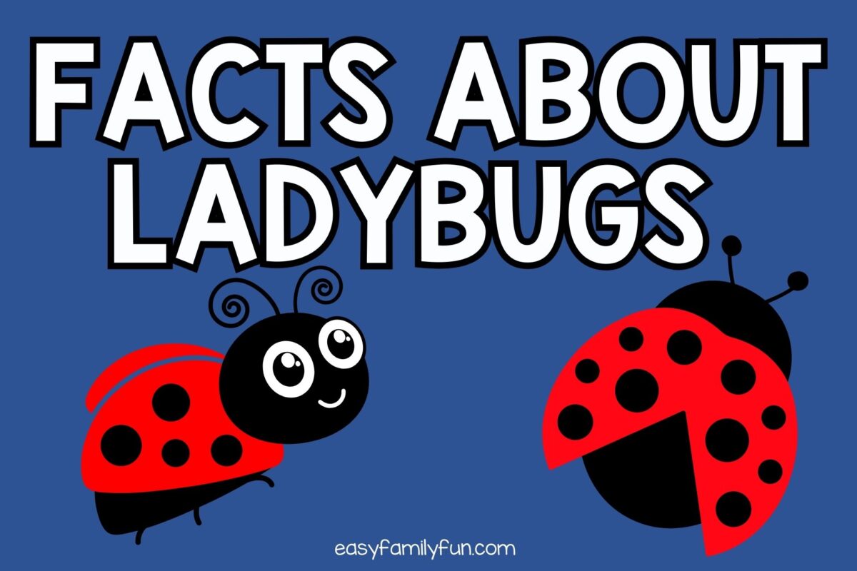 Interesting Facts about Ladybugs [Free Fact Cards] - Easy Family Fun ...