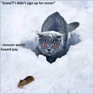 Snow Way! The Ultimate Snow Memes for Some Seriously Frosty Laughs ...
